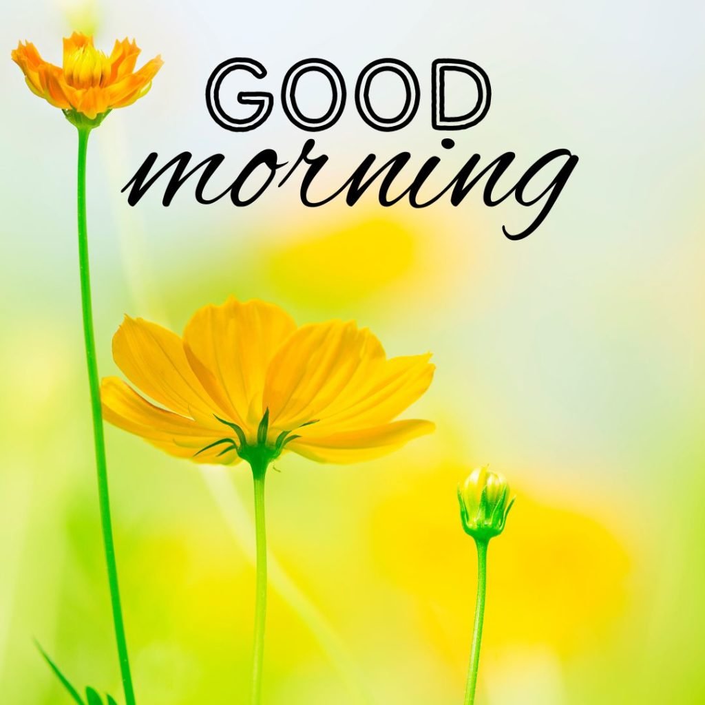 Good Morning Flower Images, Get the Beautiful Collection of Good ...
